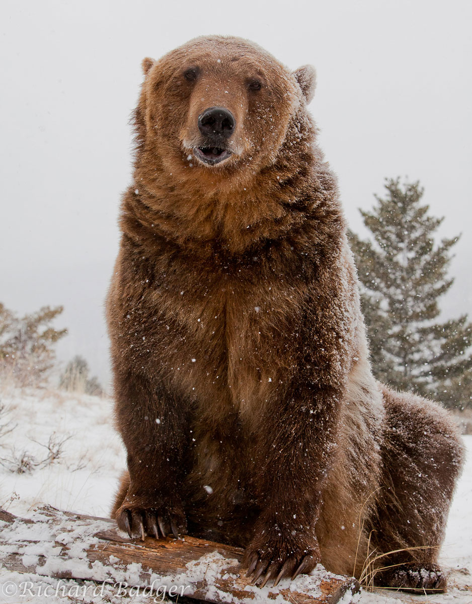 Bears - Richard Badger Photography