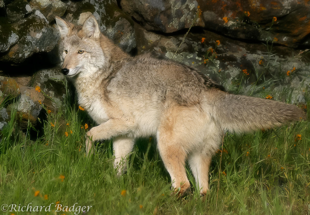 Coyote - Richard Badger Photography