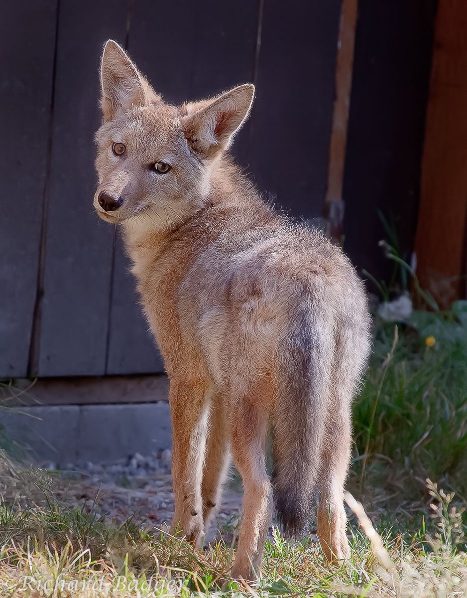 Coyote - Richard Badger Photography