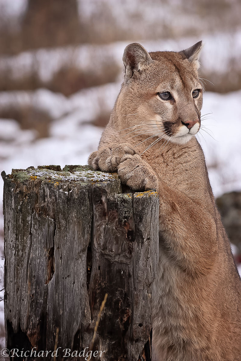 Mountain Lion - Richard Badger Photography